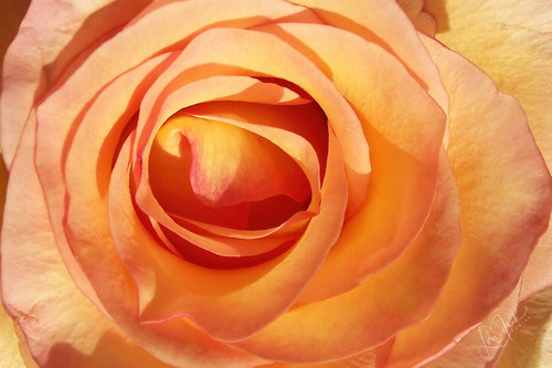 Rose | Lori Fink Photos