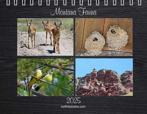 Montana Fauna - 2025 | Lori Fink Photos
