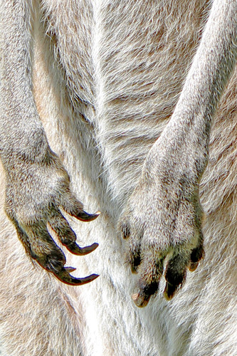 Kangaroo Hands | Lori Fink Photos