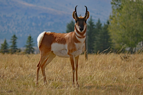 Pronghorn Buck | Lori Fink Photos