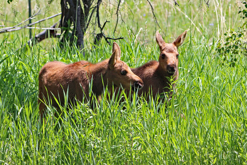 Twin Moose Calves | Lori Fink Photos
