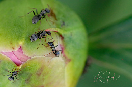 Peony Ants | Lori Fink Photos