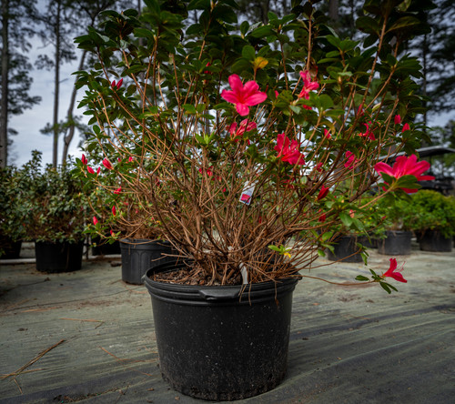 Fashion Azalea | Reaves Nursery Farm