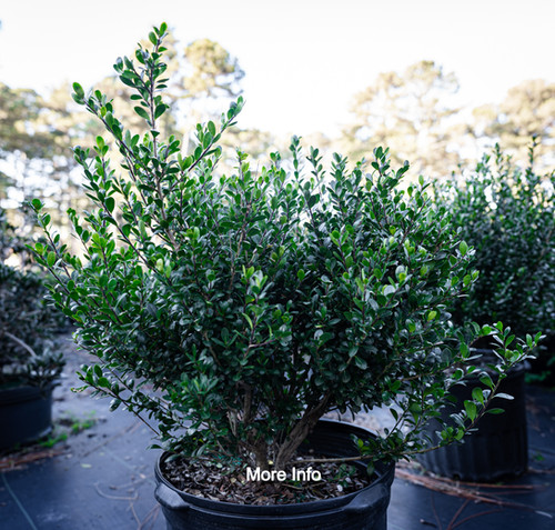 Hollies Compacta | Reaves Nursery Farm