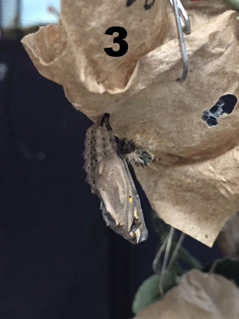 The Life Cycle of Painted Lady Butterflies :)
