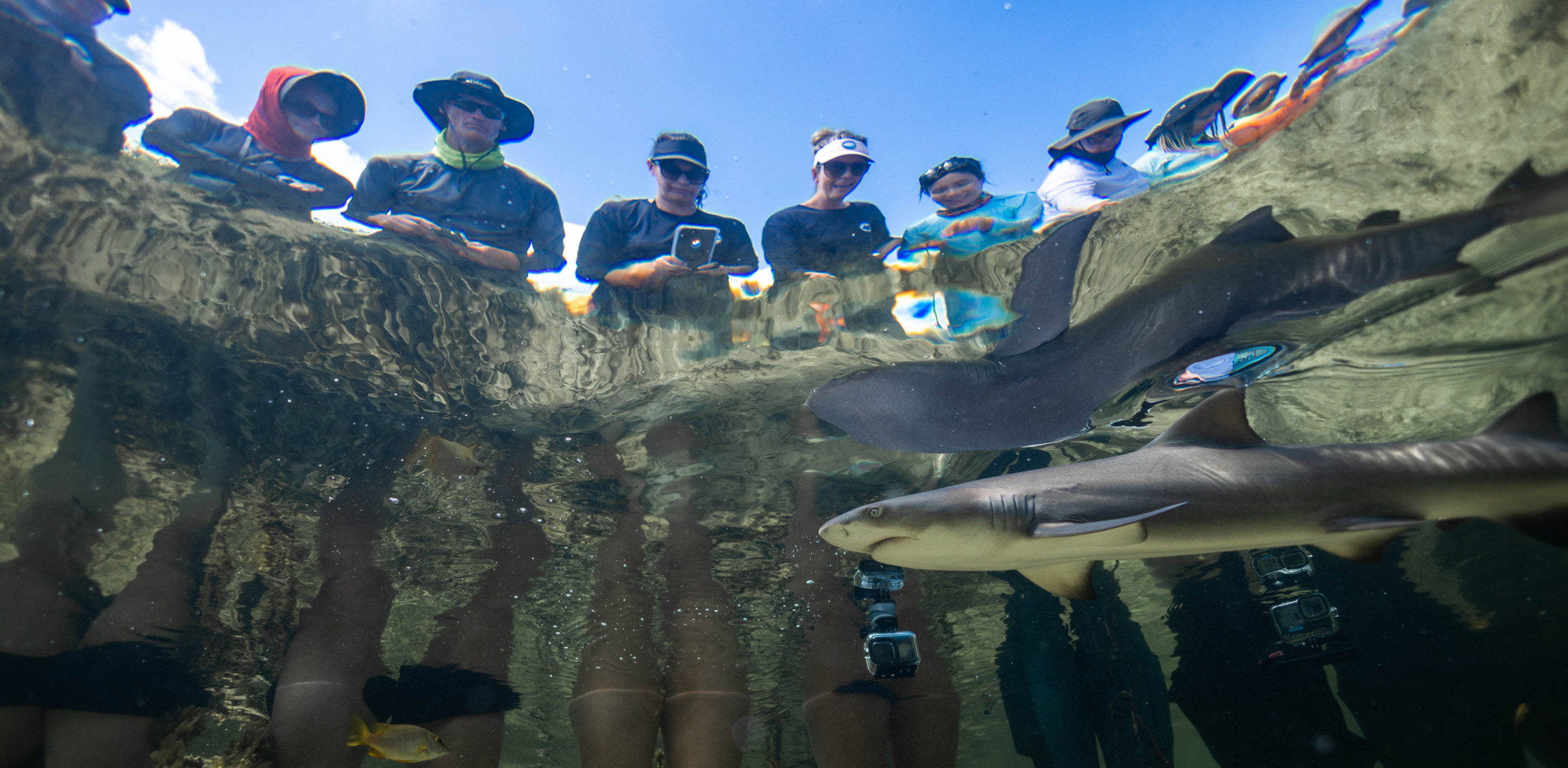 Teacher/Educator Course | Bimini Shark Lab