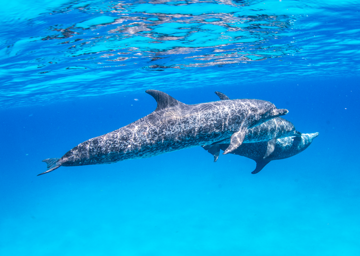 ATLANTIC SPOTTED DOLPHIN