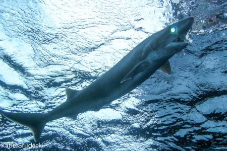 BIGEYE SIXGILL SHARK