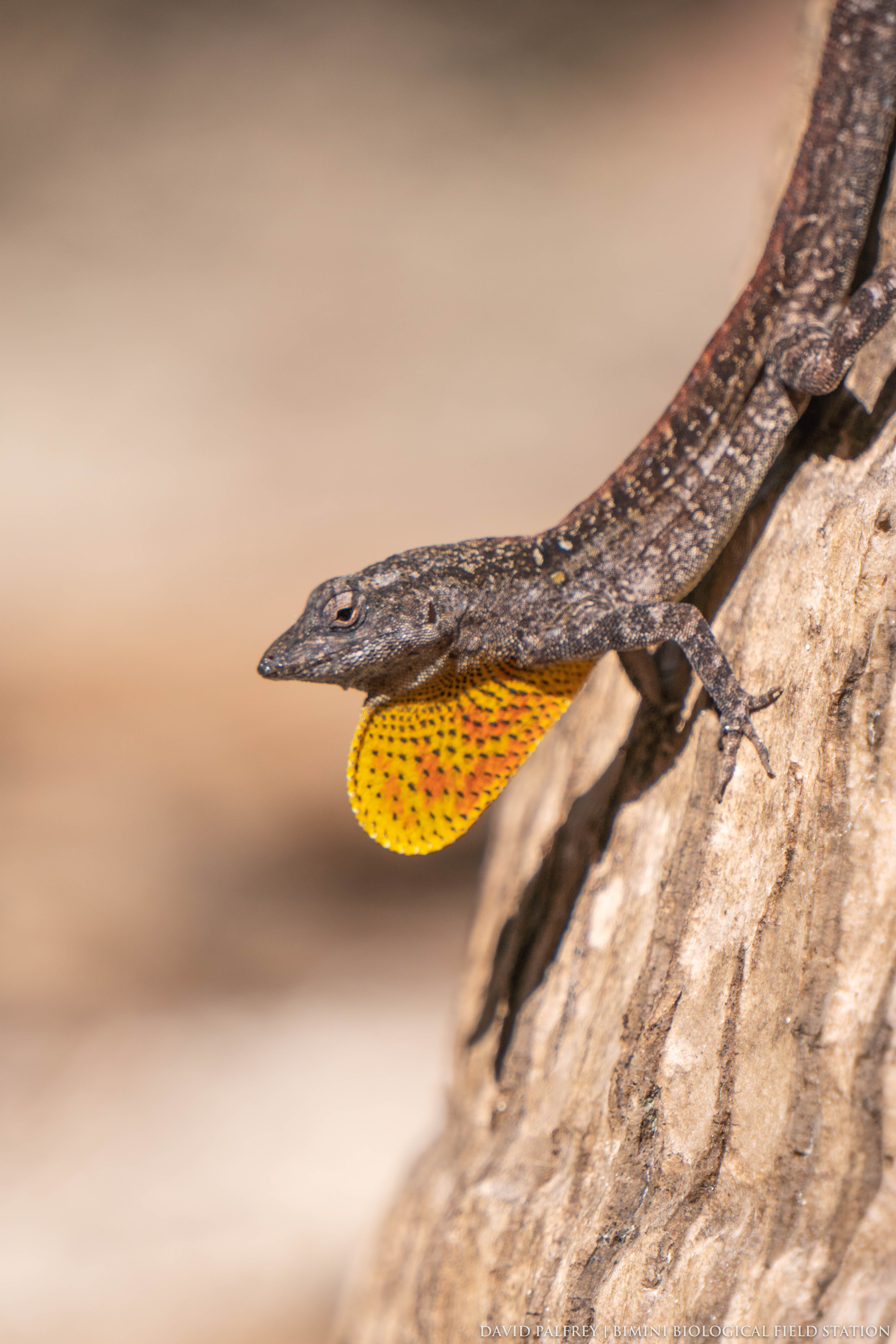 BAHAMIAN BROWN ANOLE