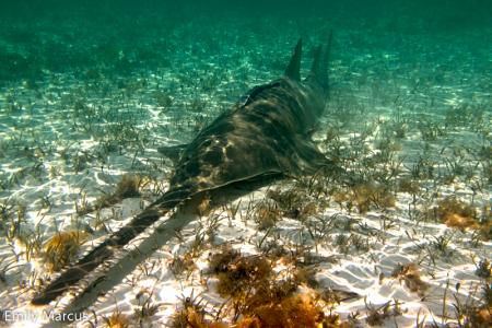 SMALLTOOTH SAWFISH