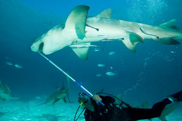 Dr. Samuel H. Gruber "Doc"