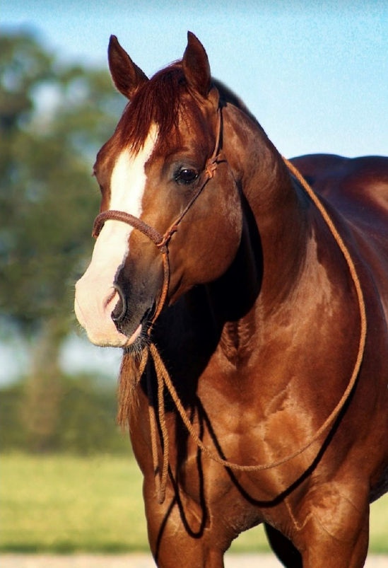 EXXPEDIA | Tee Cross Ranch