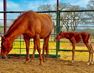 MEDIA | Tee Cross Ranch