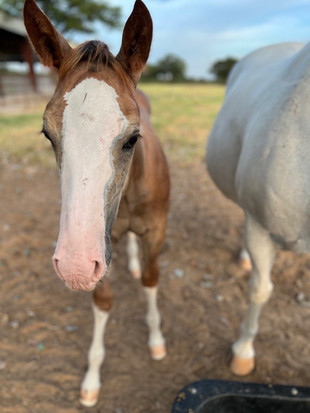 MEDIA | Tee Cross Ranch