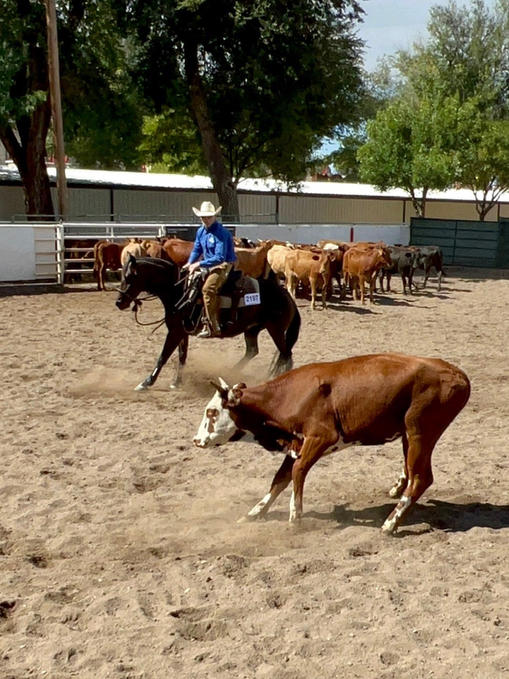 Paradox Blu Sue | Tee Cross Ranch