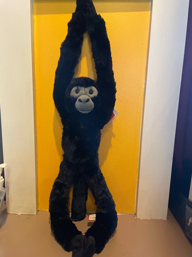 Hanging Spider Monkey | Jackson Zoo