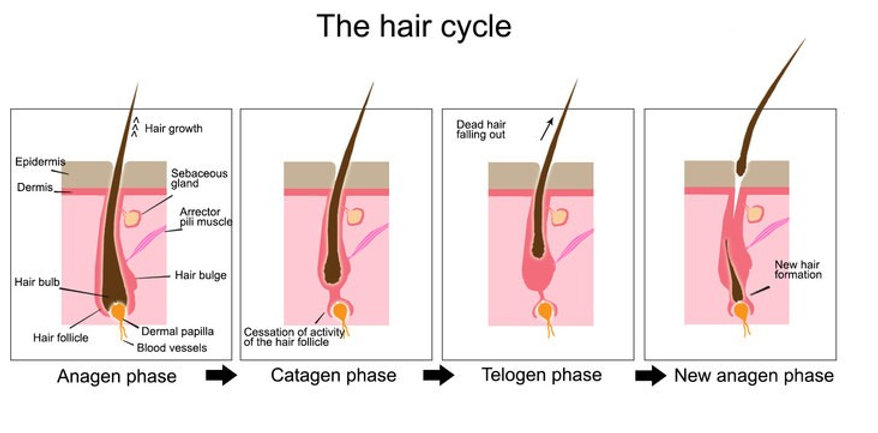 Physiology of Hair