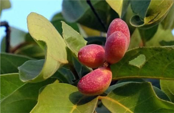 AyurSatwa Natural Plant Dye - Yellow Myrobalan