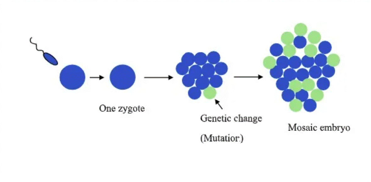 The ABCs of PGT-A, including insight into mosaicism