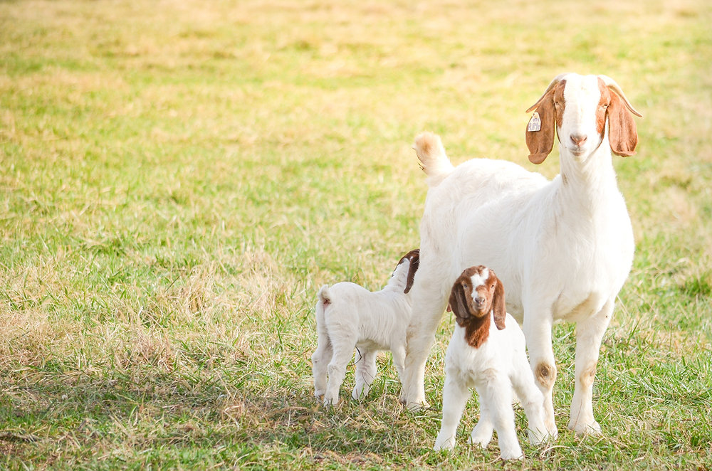 Preparing for Goat Breeding Season