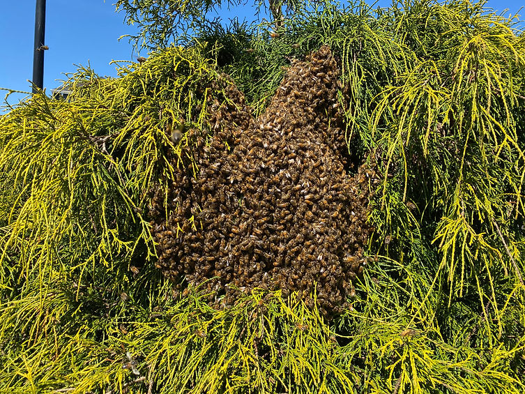 Bee Swarm Removal | Beaverton Bee Rescue | Portland