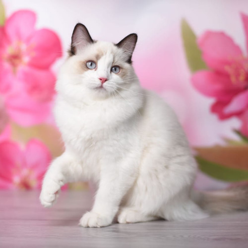 117 Rose (R) Ragdoll female kitten | Kittens Up