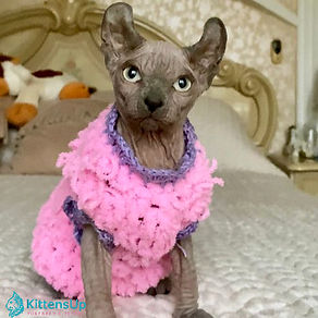 sphynx cat kittens