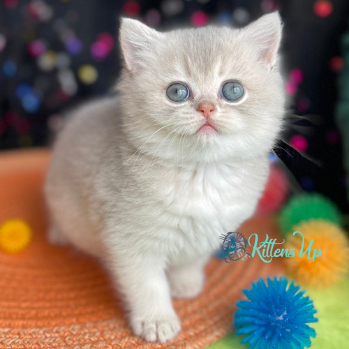 593 Qsenia (U) British shorthair female kitten | Kittens Up