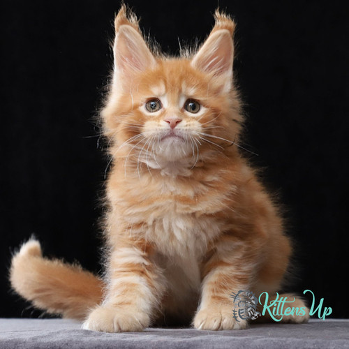 1141 Millennium (R) Maine Coon male kitten | Kittens Up