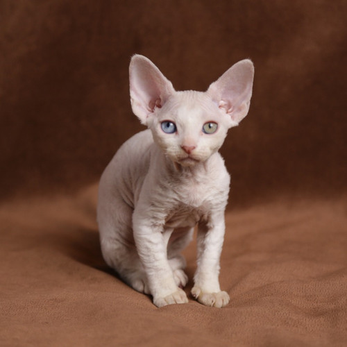 255 Businka (R) Devon Rex female kitten | Kittens Up