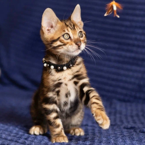308 John (BL) purebred Bengal male kitten | Kittens Up