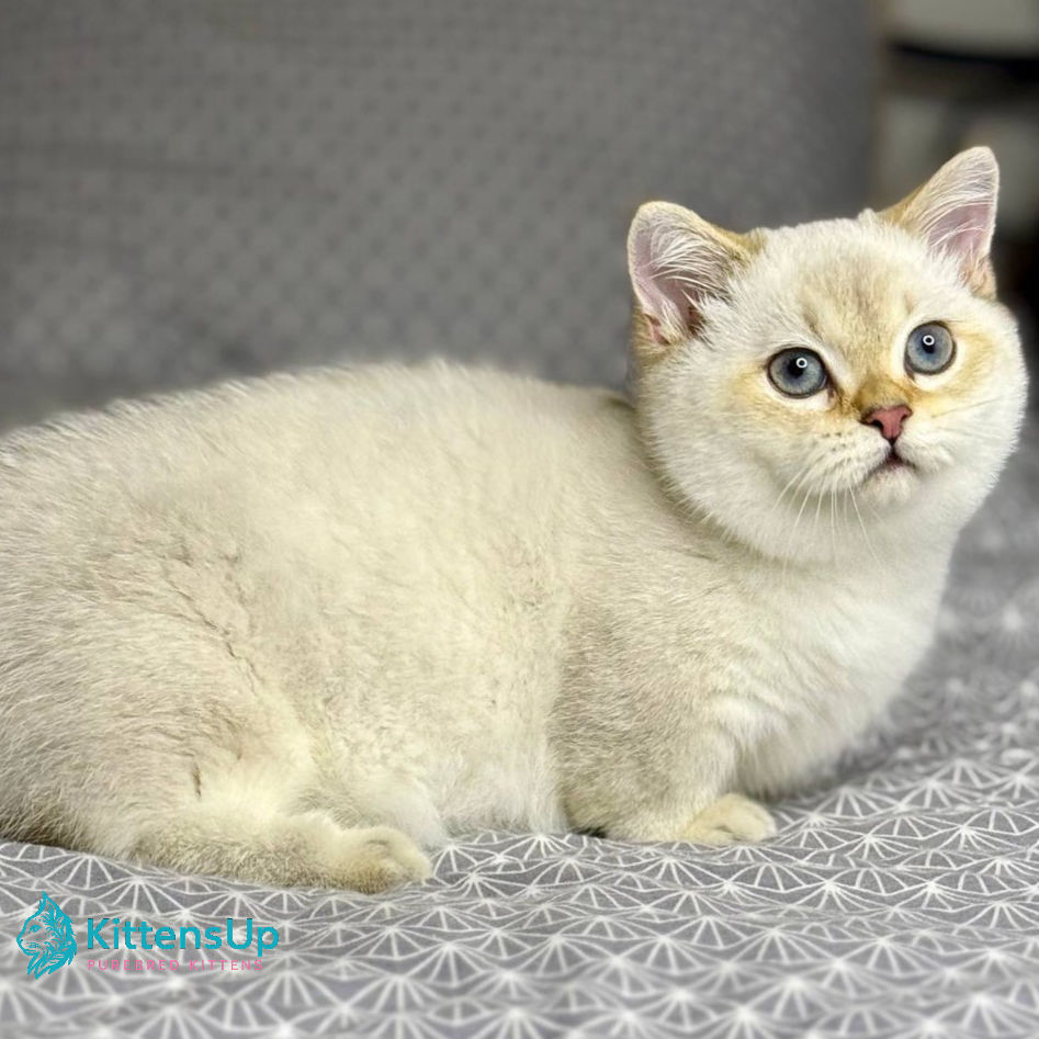 Munchkin Cats for Sale – Affordable, Purebred Munchkin Kittens ...