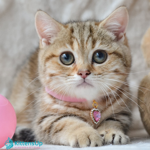 391 Jesse (U) Munchkin shorthair female kitten | Kittens Up