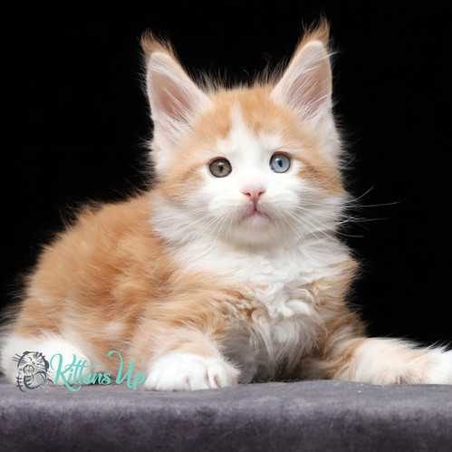 1140 Miller (R) Maine Coon male kitten | Kittens Up