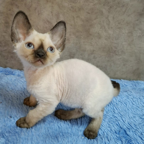 313 Betta (R) Devon Rex female kitten | Kittens Up