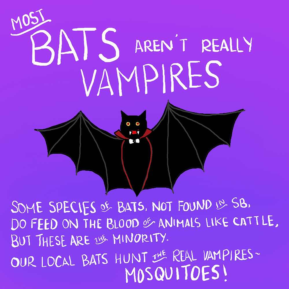 October 2023: Going Batty for Wildlife