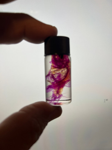 Diaphanized Fish | Golgotha