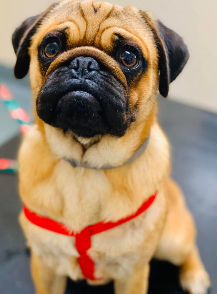 What to do with retained testicles (canine cryptorchidism)?