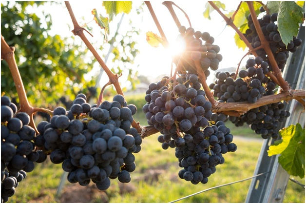 All About The Grape Stomp This Year