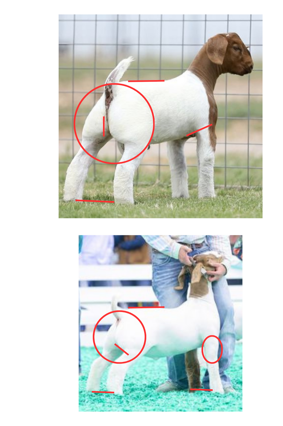 Breeding Doe Conformation