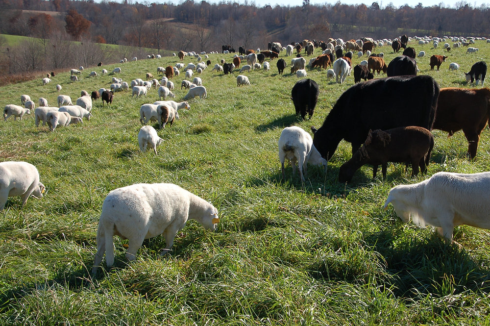 Managing Multispecies Grazing