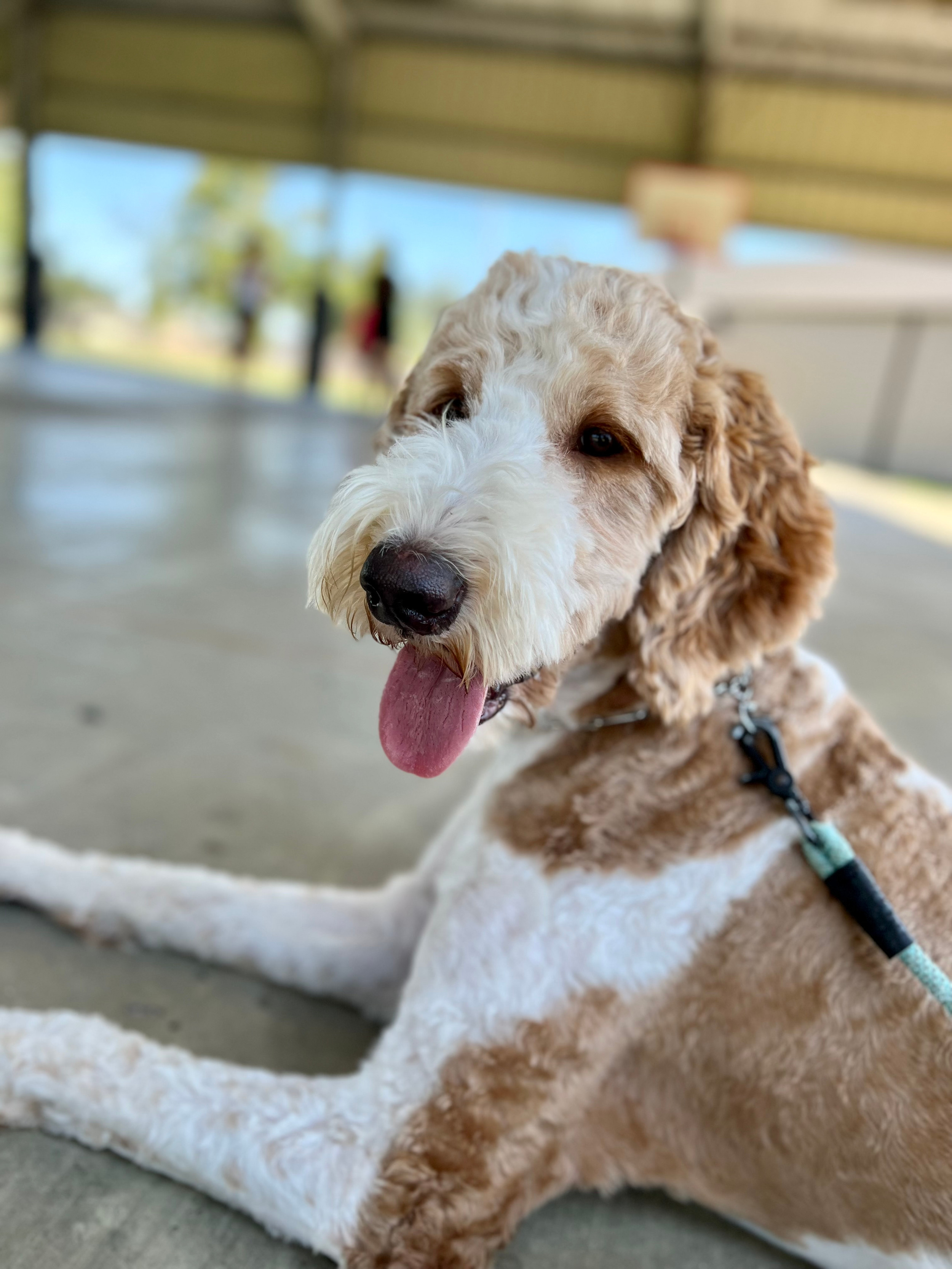 Animal-Assisted Therapy | Unity Psychiatry