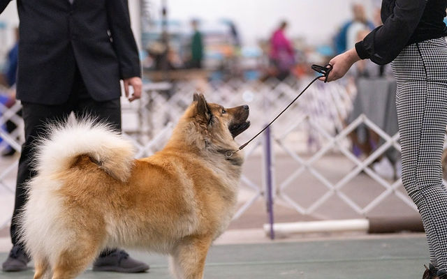 eurasier breed