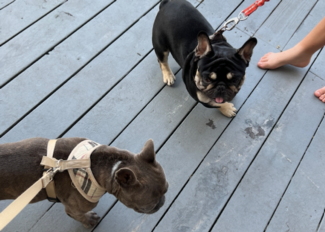 A Day Out with Your Frenchie: Fun Activities for You and Your French ...