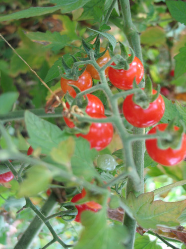 Rote Johannisbeere, Wildtomate | Pflanzgutes