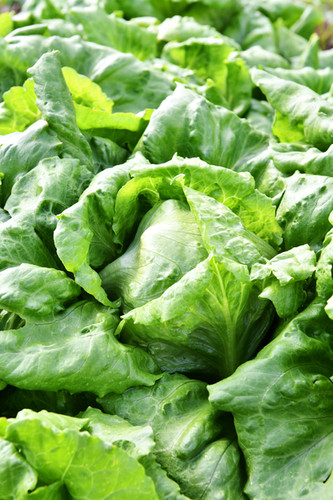 Salat 'Ljetna Salata aus Krk' (Lactuca sativa) | Pflanzgutes