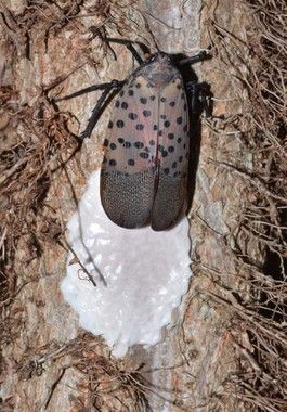 Spotted Lanternfly Spreading Across PA Counties