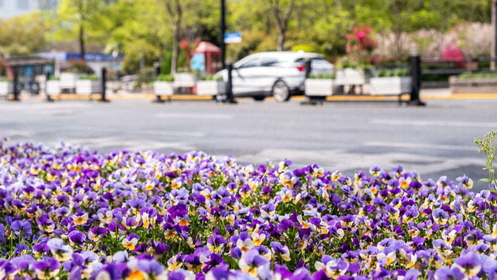 Pollinator-Friendly Flower Beds: Supporting Wildlife and Biodiversity ...