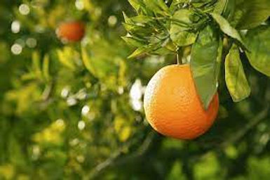 Planting Citrus Trees in Your Yard: A Guide to Growing Sweet and Juicy ...
