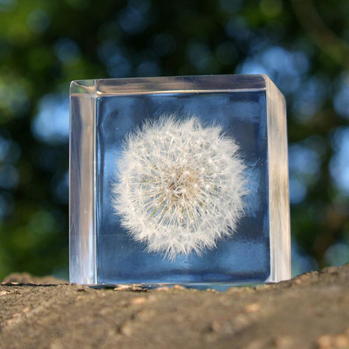 Dandelion Encased in Acrylic | Pergola Home